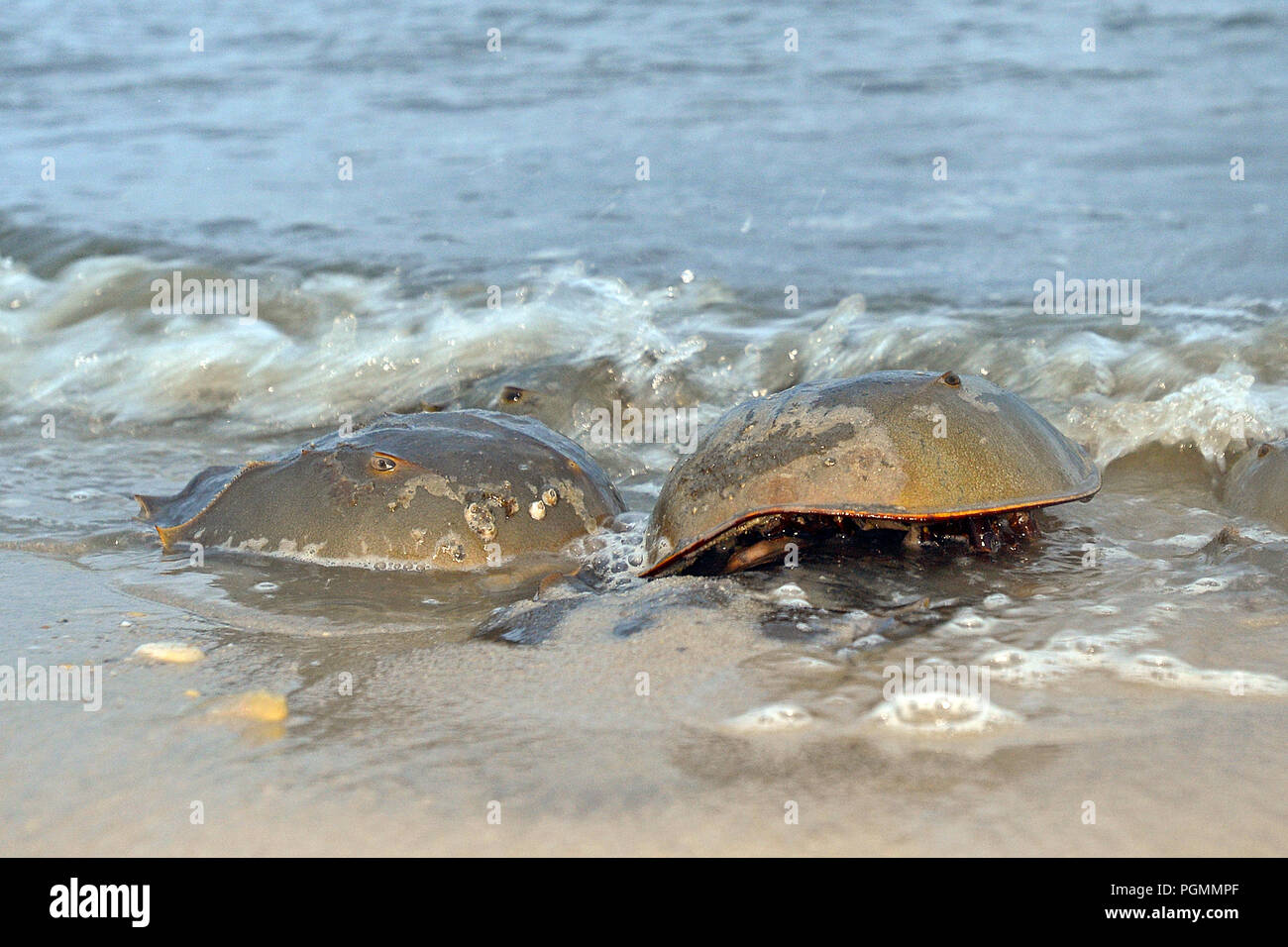 American horseshoe crabs hi-res stock photography and images - Alamy