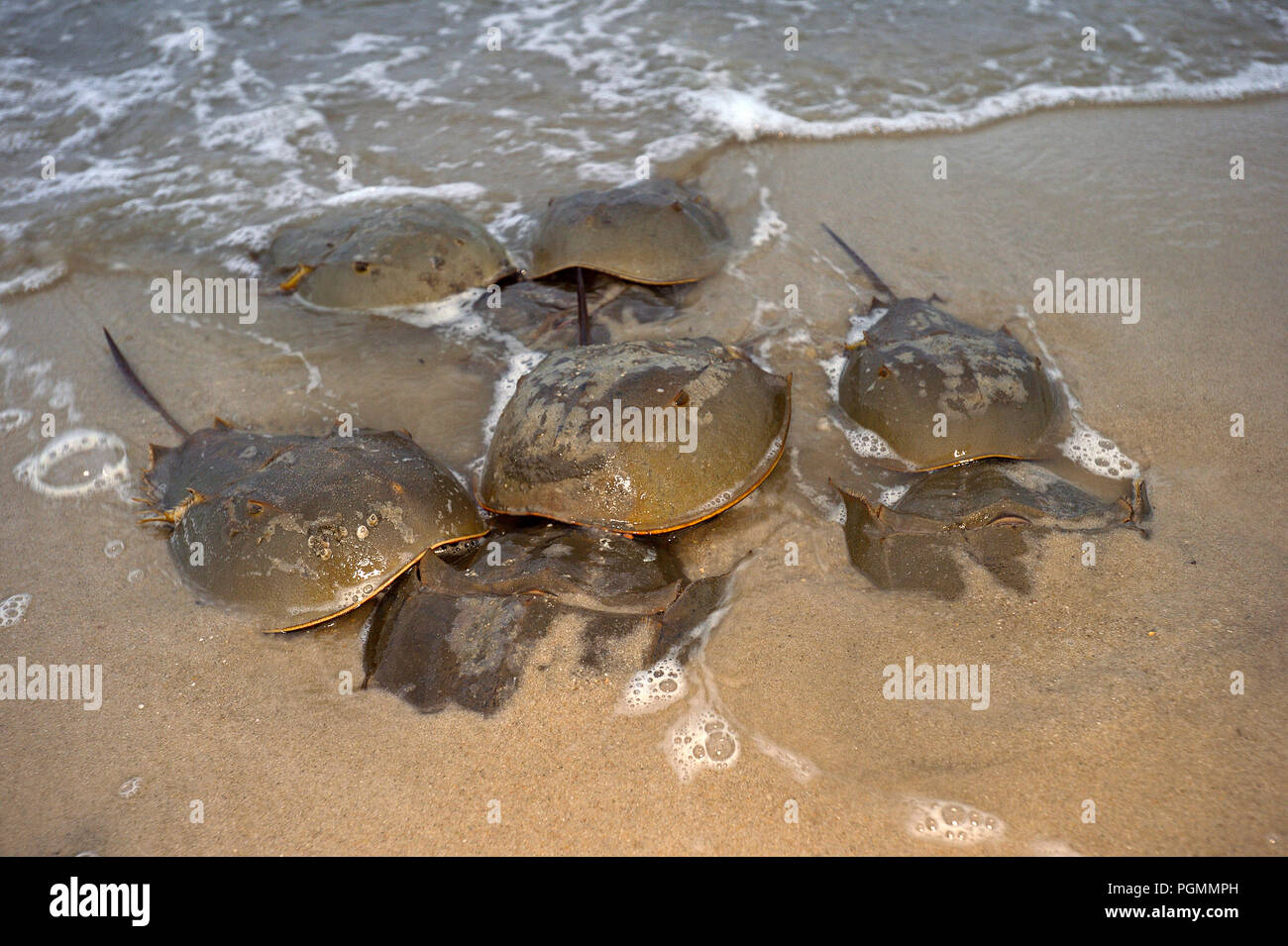 Fossile gruppe hi-res stock photography and images - Alamy