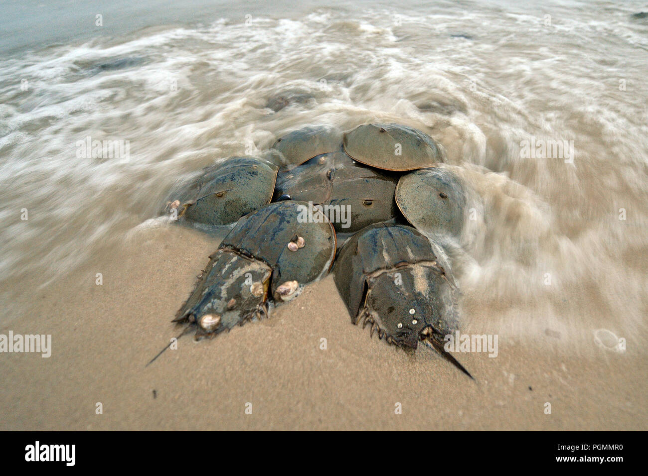 Horseshoe crab mating hi-res stock photography and images - Alamy