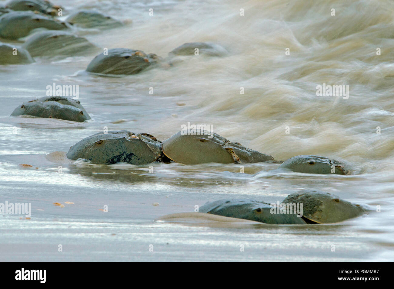 Küste wild lebende tiere hi-res stock photography and images - Alamy