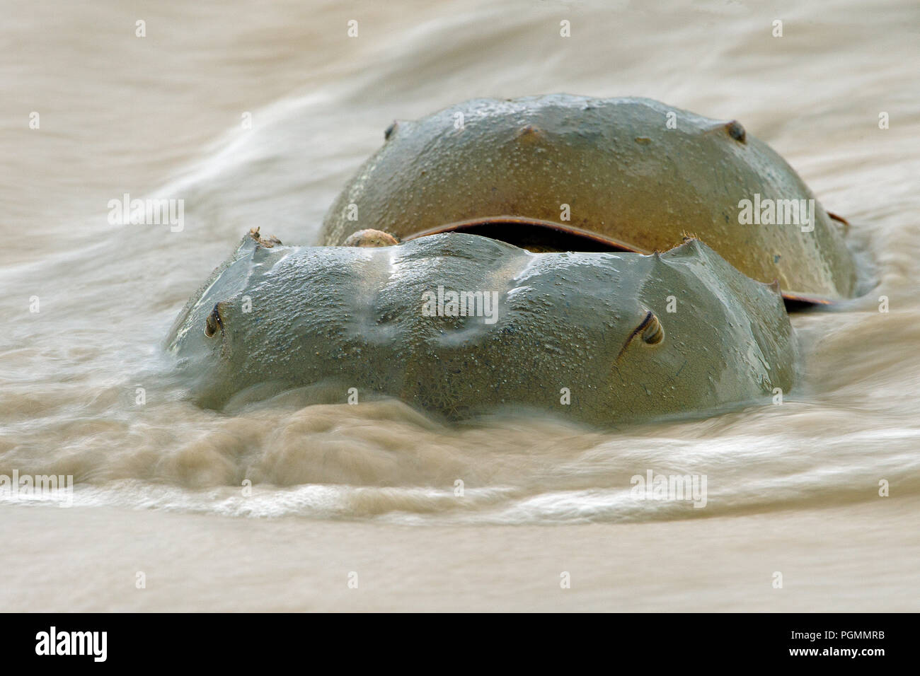 Crabs atlantic hi-res stock photography and images - Alamy