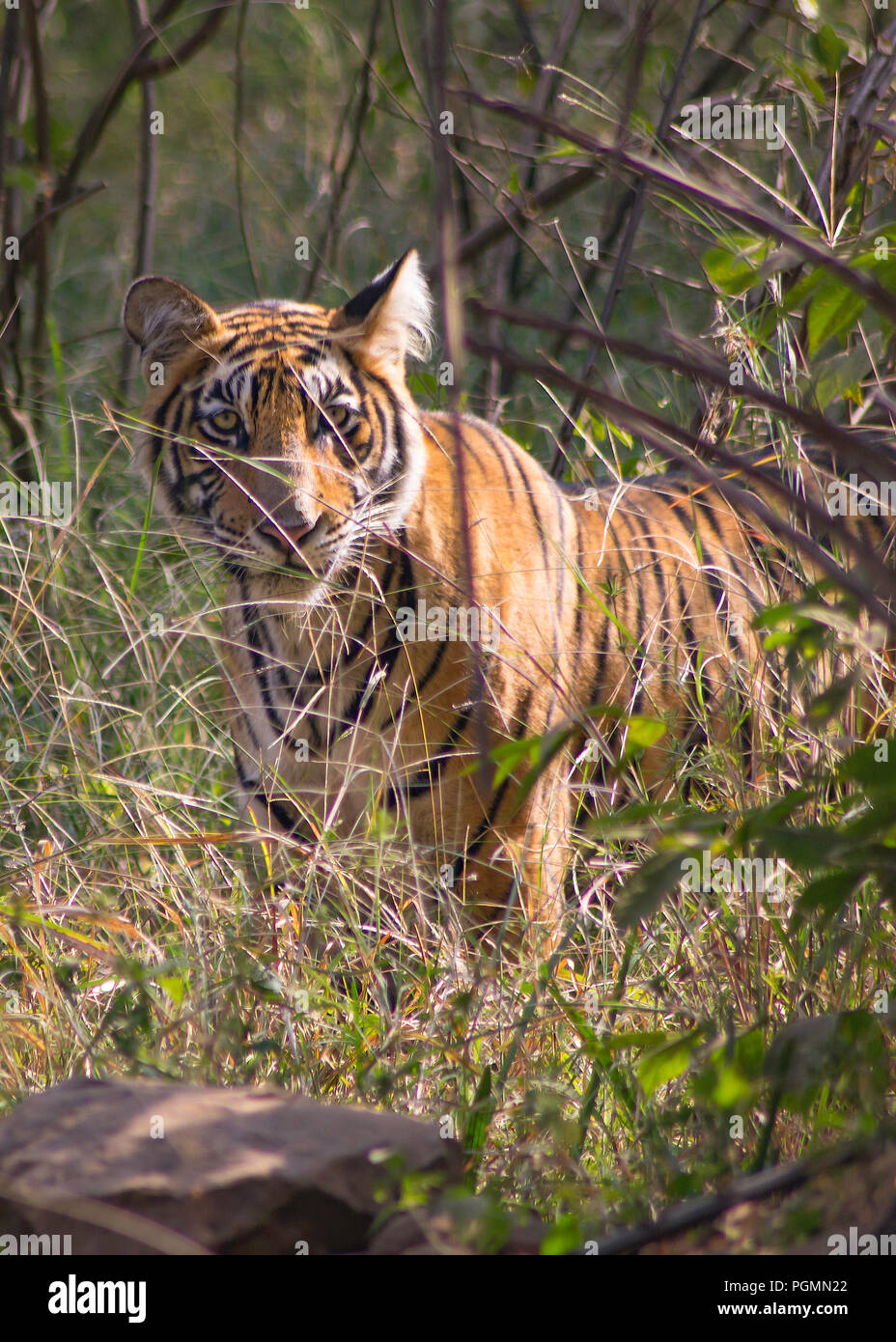 Ranthambore np hi-res stock photography and images - Alamy