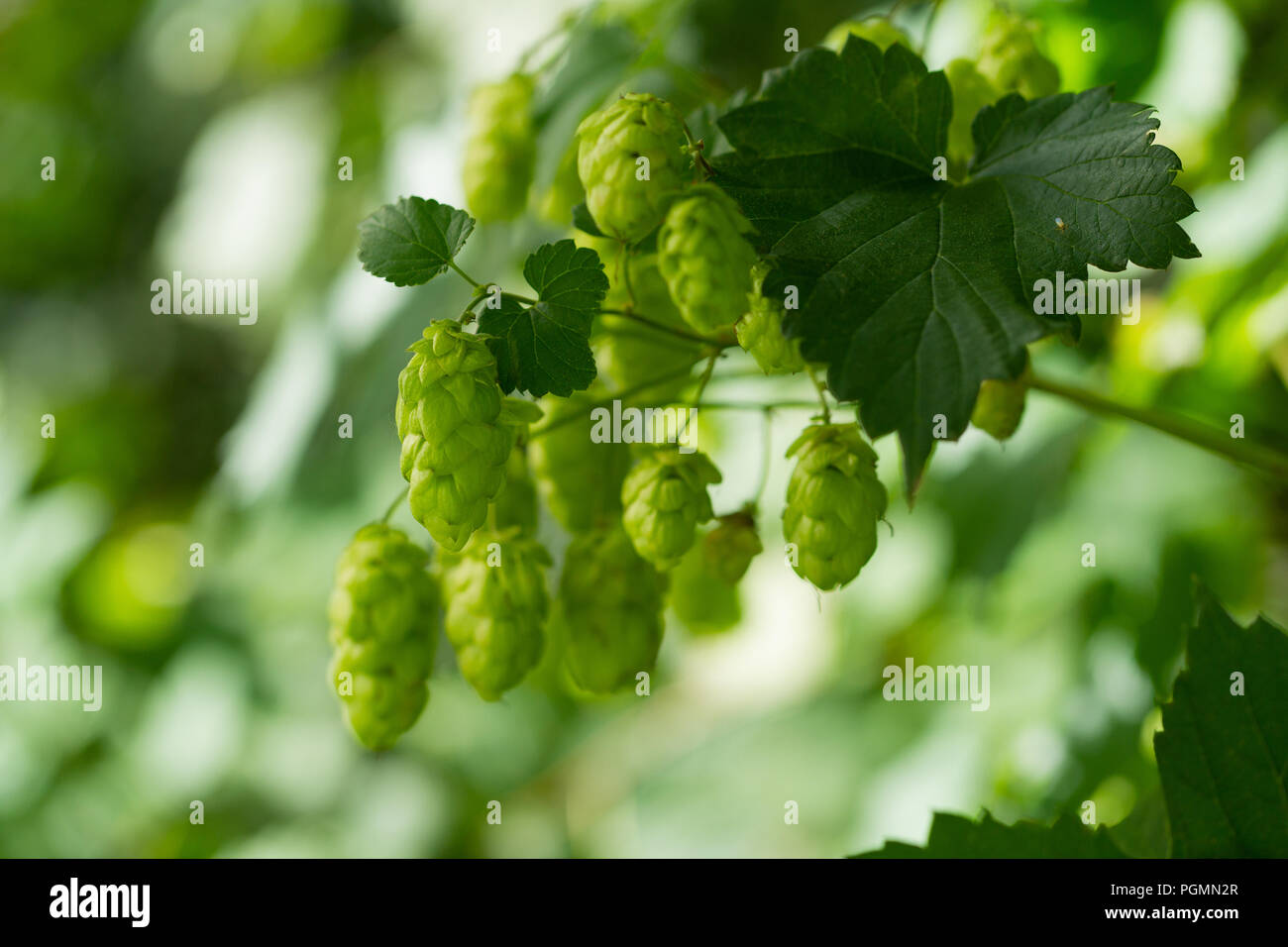 Agriculture Background - crop of fresh ripe hop Stock Photo - Alamy