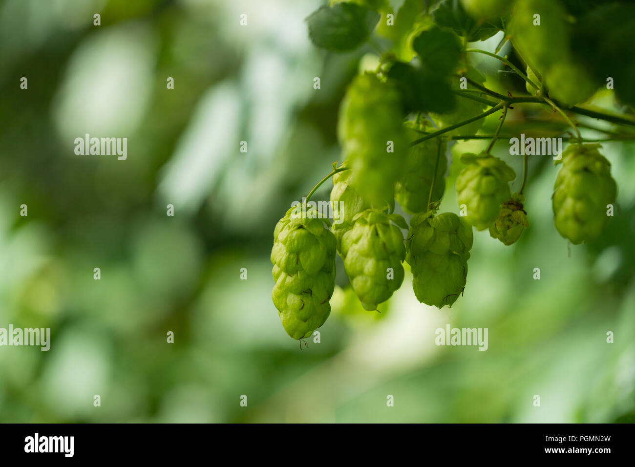 Agriculture Background - crop of fresh ripe hop Stock Photo - Alamy