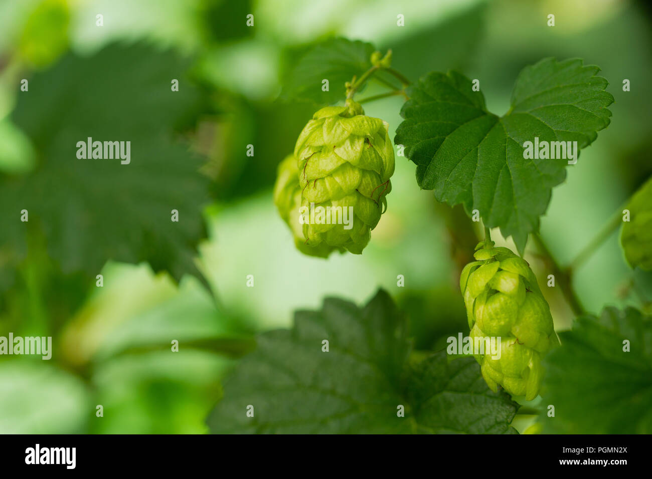Agriculture Background - crop of fresh ripe hop Stock Photo - Alamy