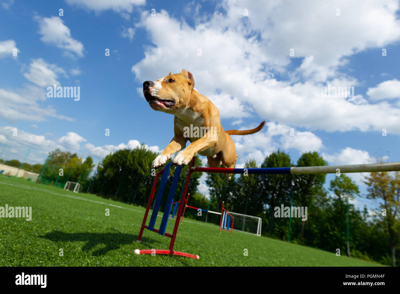 Agility, American Staffordshire terrier jumps over an obstacle Stock ...