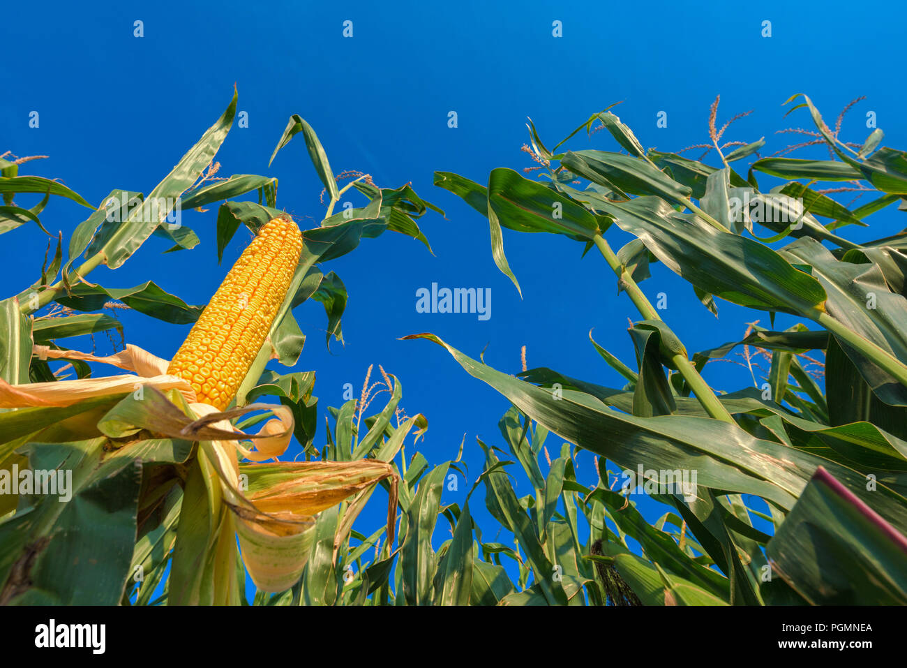 Ripe corn on the cob in cultivated field Stock Photo - Alamy