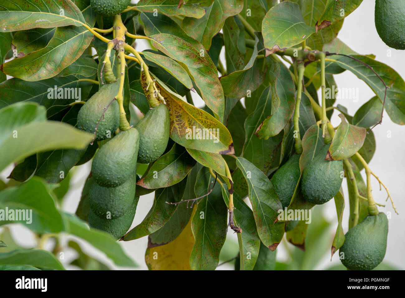 Seasonal harvest of green orgaic avocado, tropical green avocadoes ...