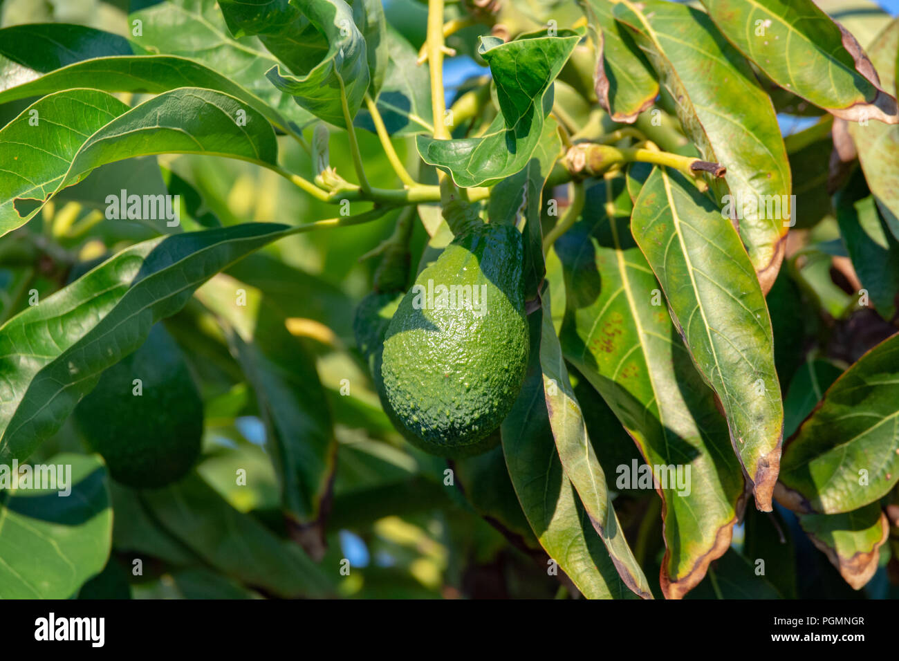 Seasonal harvest of green orgaic avocado, tropical green avocadoes ...