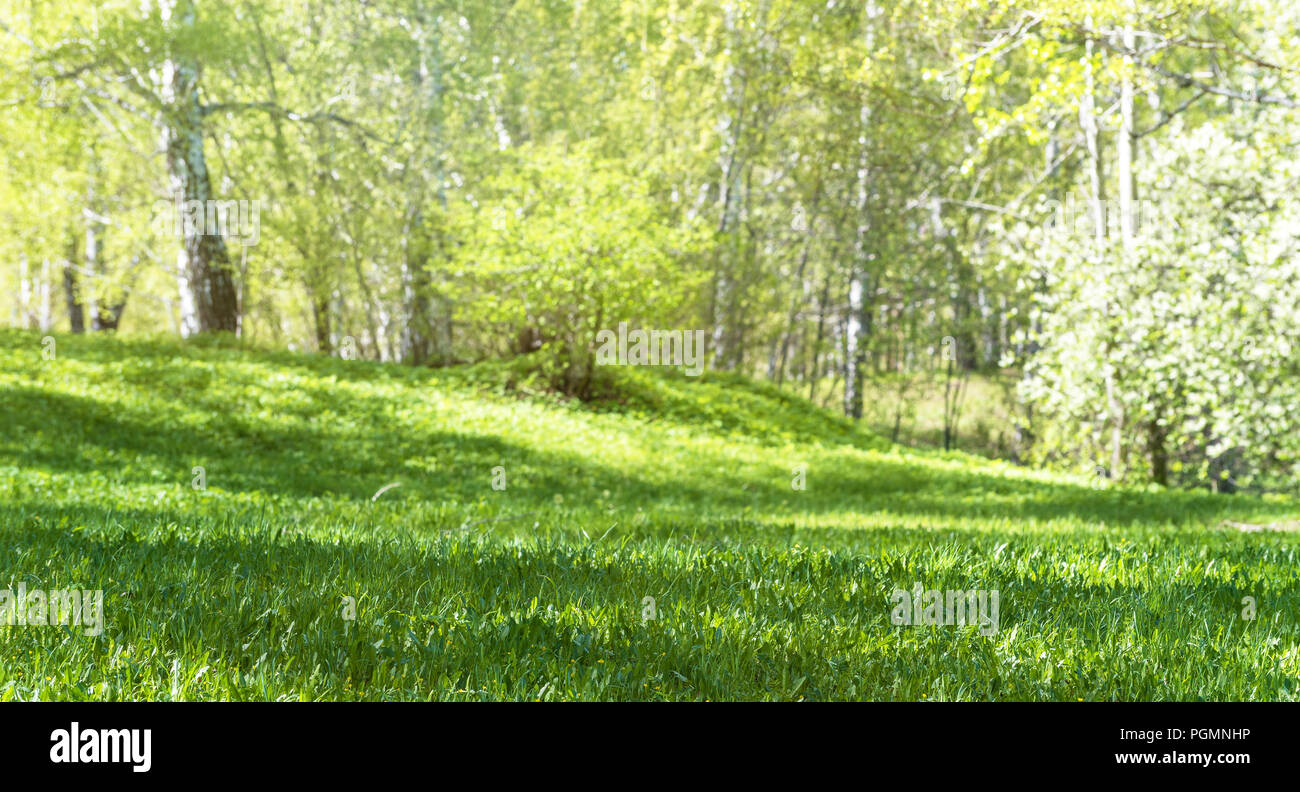 Ground Level View of Summer Plant Lawn and Deciduous Forest with Green ...