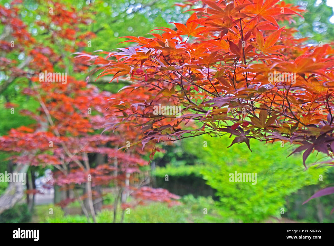 Red and green tree leaves hi-res stock photography and images - Alamy