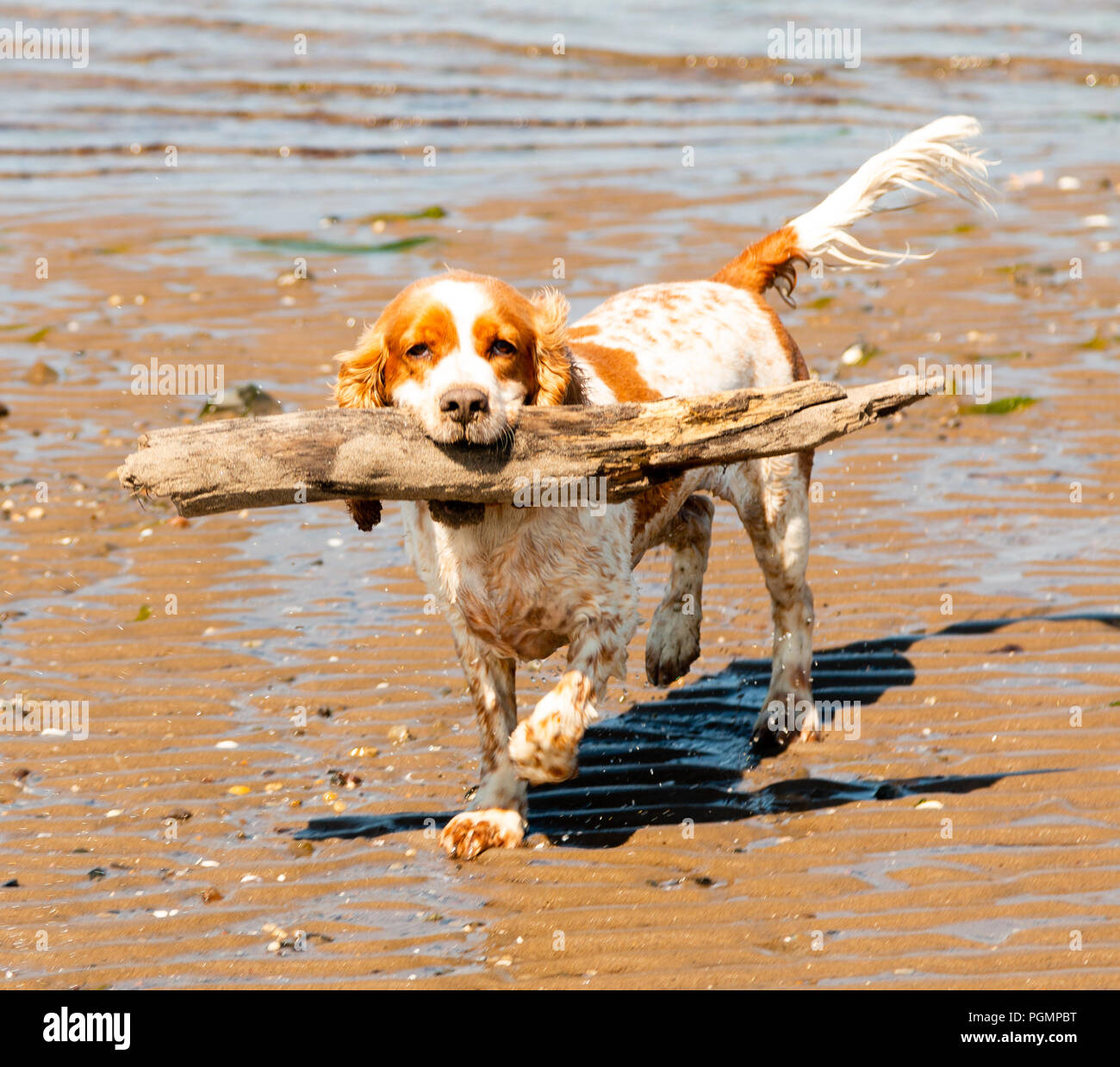Happy cocker spaniel dog playing on beach , Ayr, a popular seaside ...