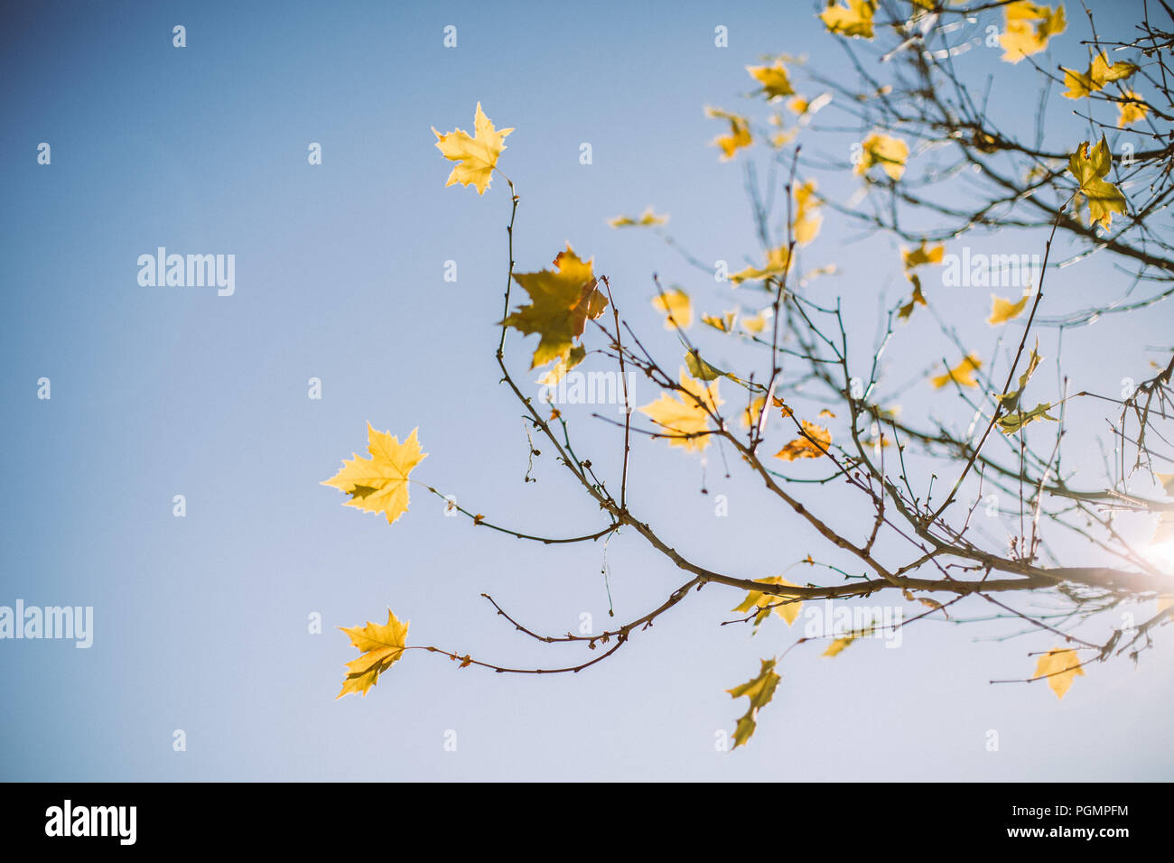 Autumn leaves falling hi-res stock photography and images - Alamy