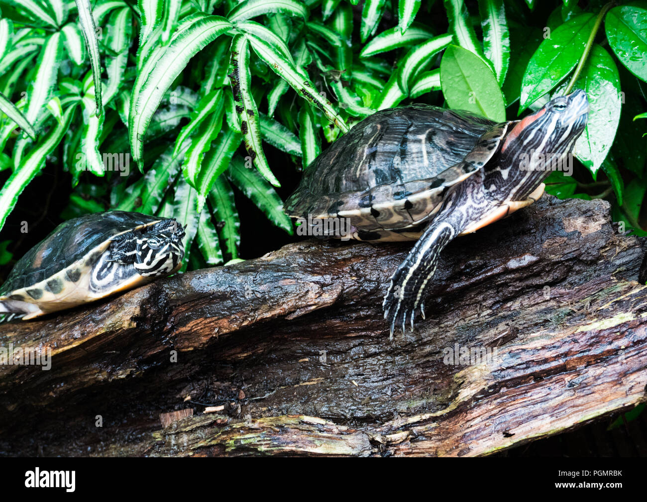 Painted Turtle (Chrysemys picta) in wildlife on wooden plank Stock ...