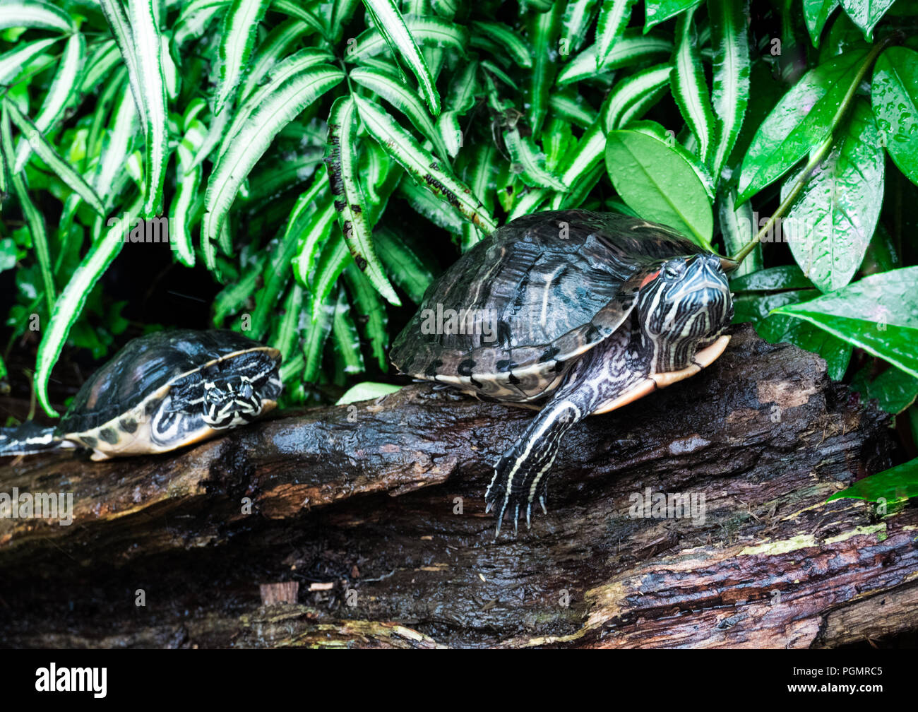 Painted Turtle (Chrysemys picta) in wildlife on wooden plank Stock ...