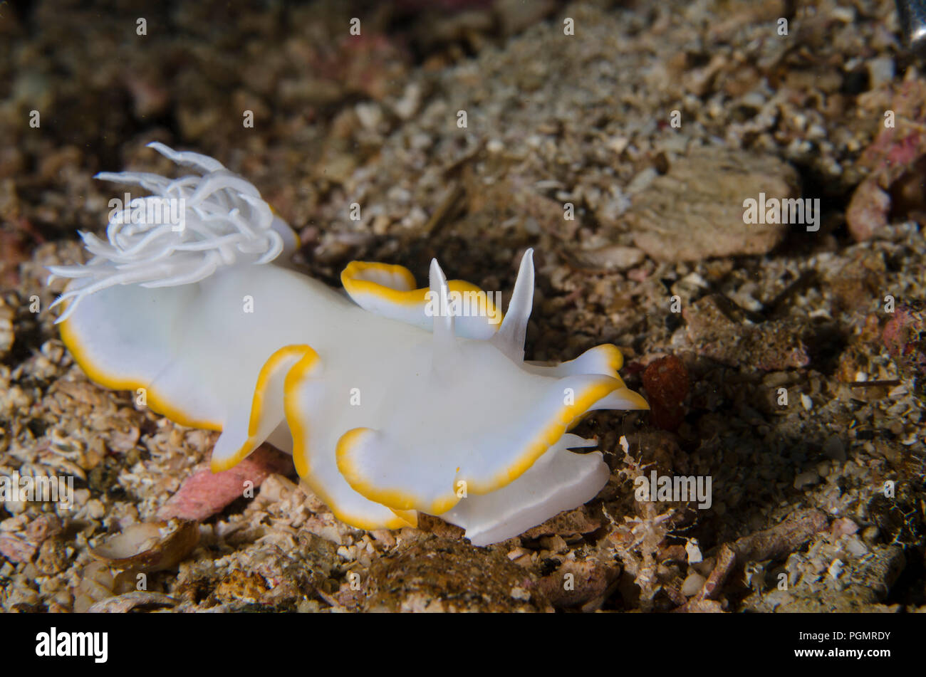 Sea Slug, Ardeadoris egretta, Chromodorididae, Anilao, Batangas ...