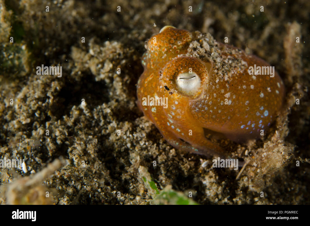 Tropical bottletail squid, Sepiadarium kochi, Sepiadariidae, Anilao ...