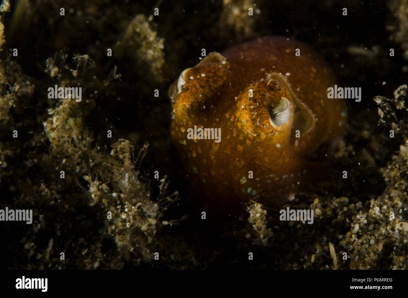 Tropical bottletail squid, Sepiadarium kochi, Sepiadariidae, Anilao ...