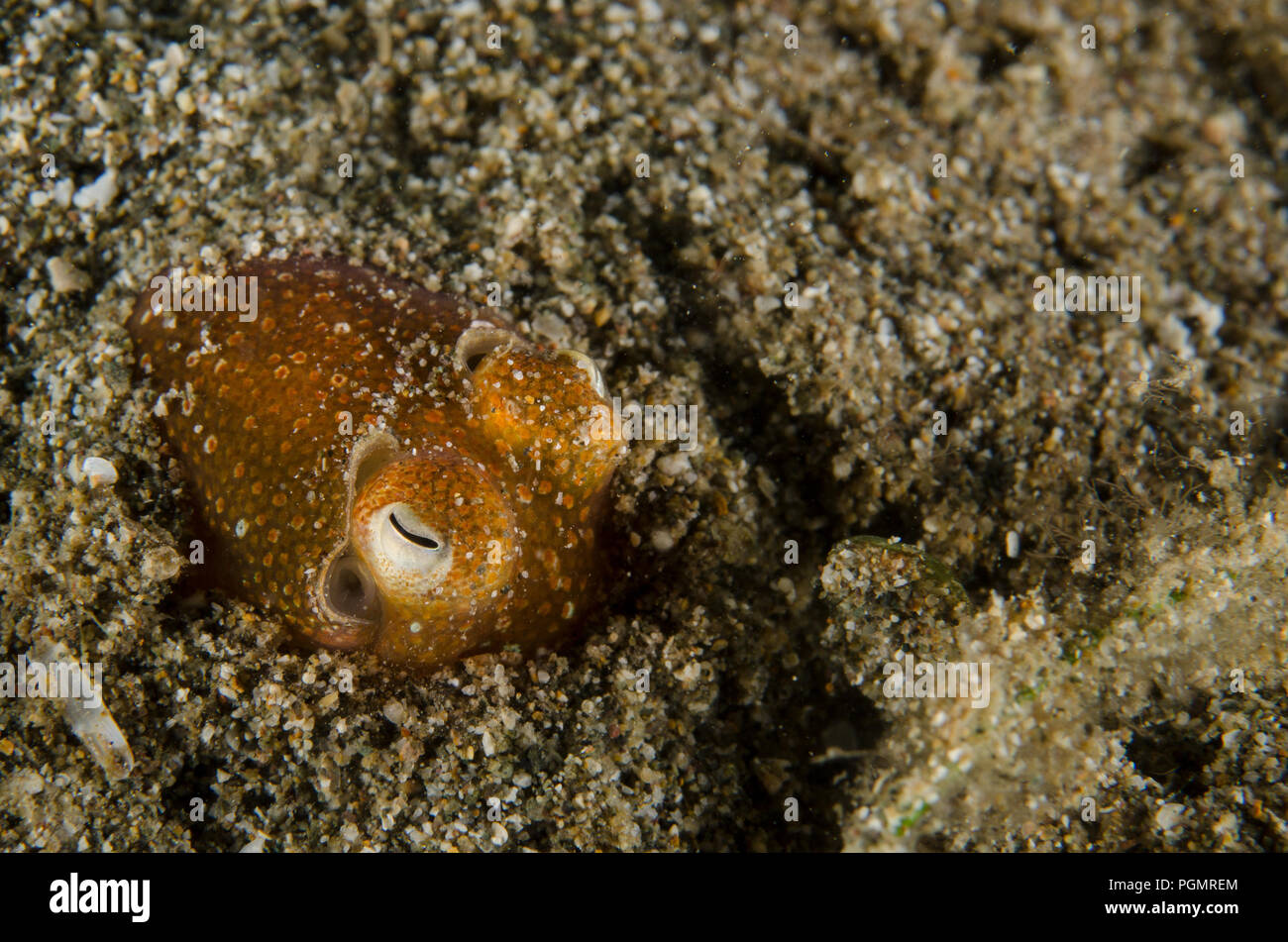 Tropical bottletail squid, Sepiadarium kochi, Sepiadariidae, Anilao ...