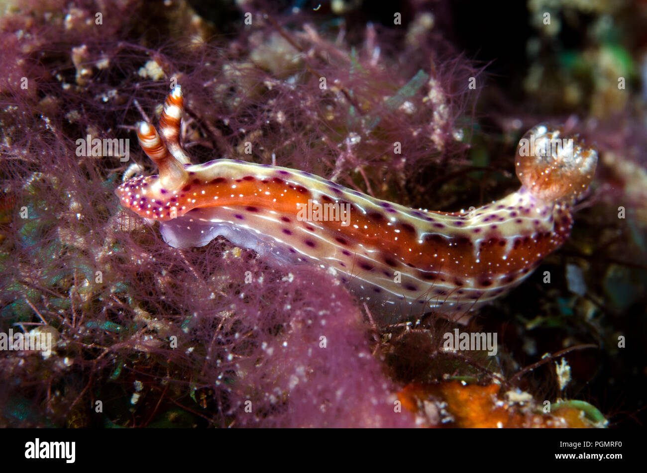 Sea Slug,, Hypselodoris maculosa, Chromodorididae, Anilao, Batangas ...