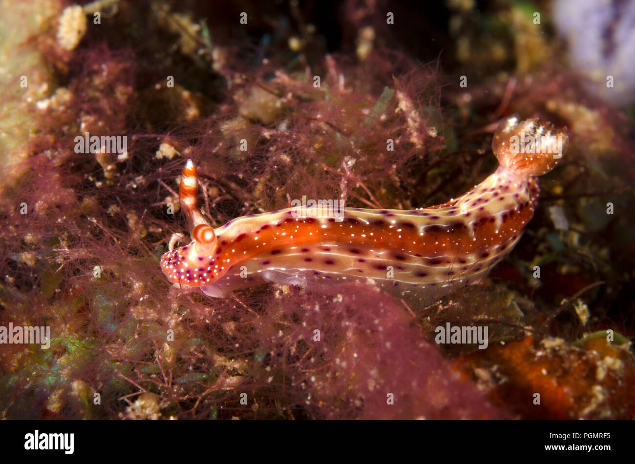 Hypselodoris sea slug hi-res stock photography and images - Alamy