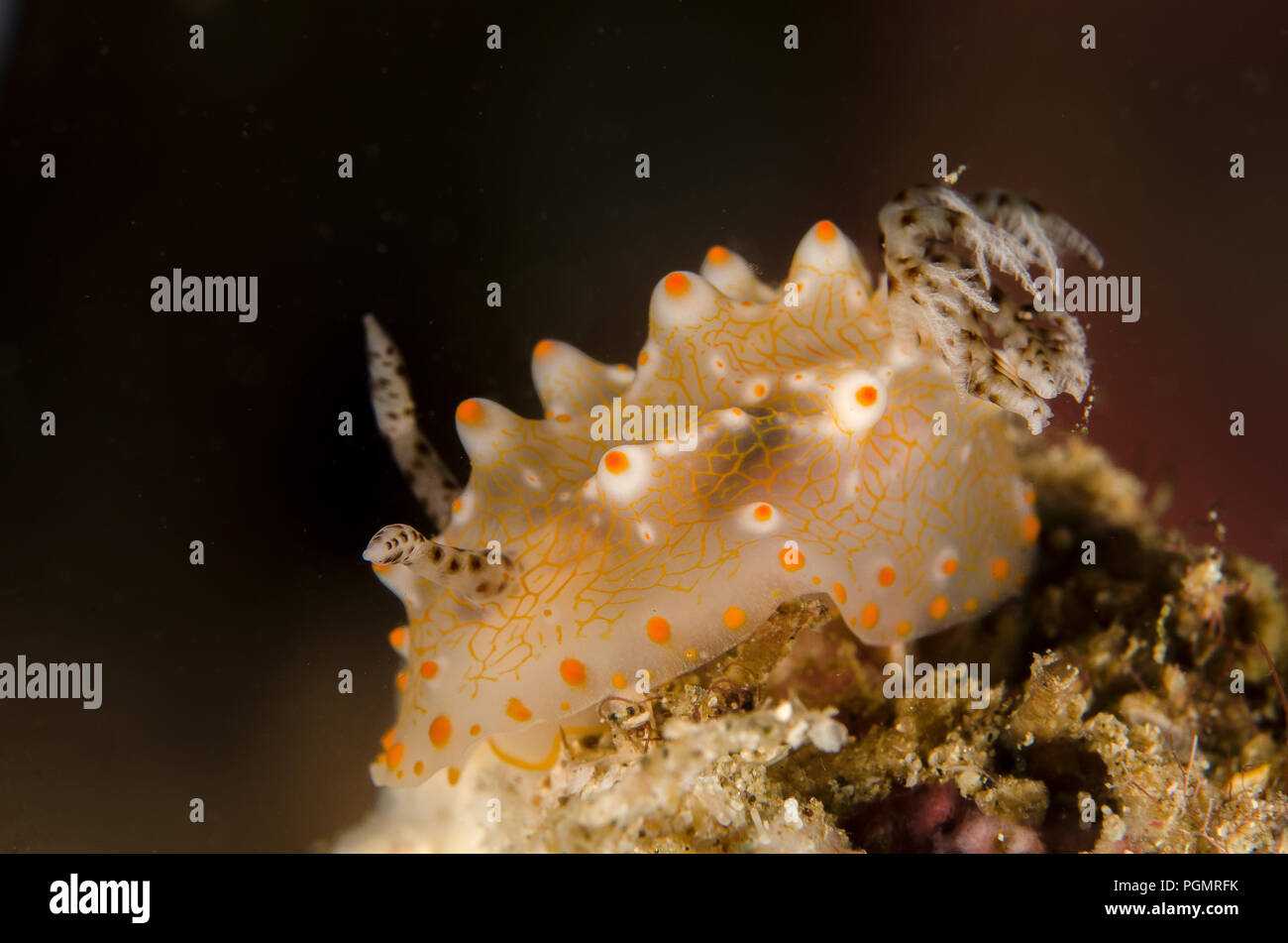 Sea Slug, Halgerda batangas, Discodorididae, Anilao, Batangas ...