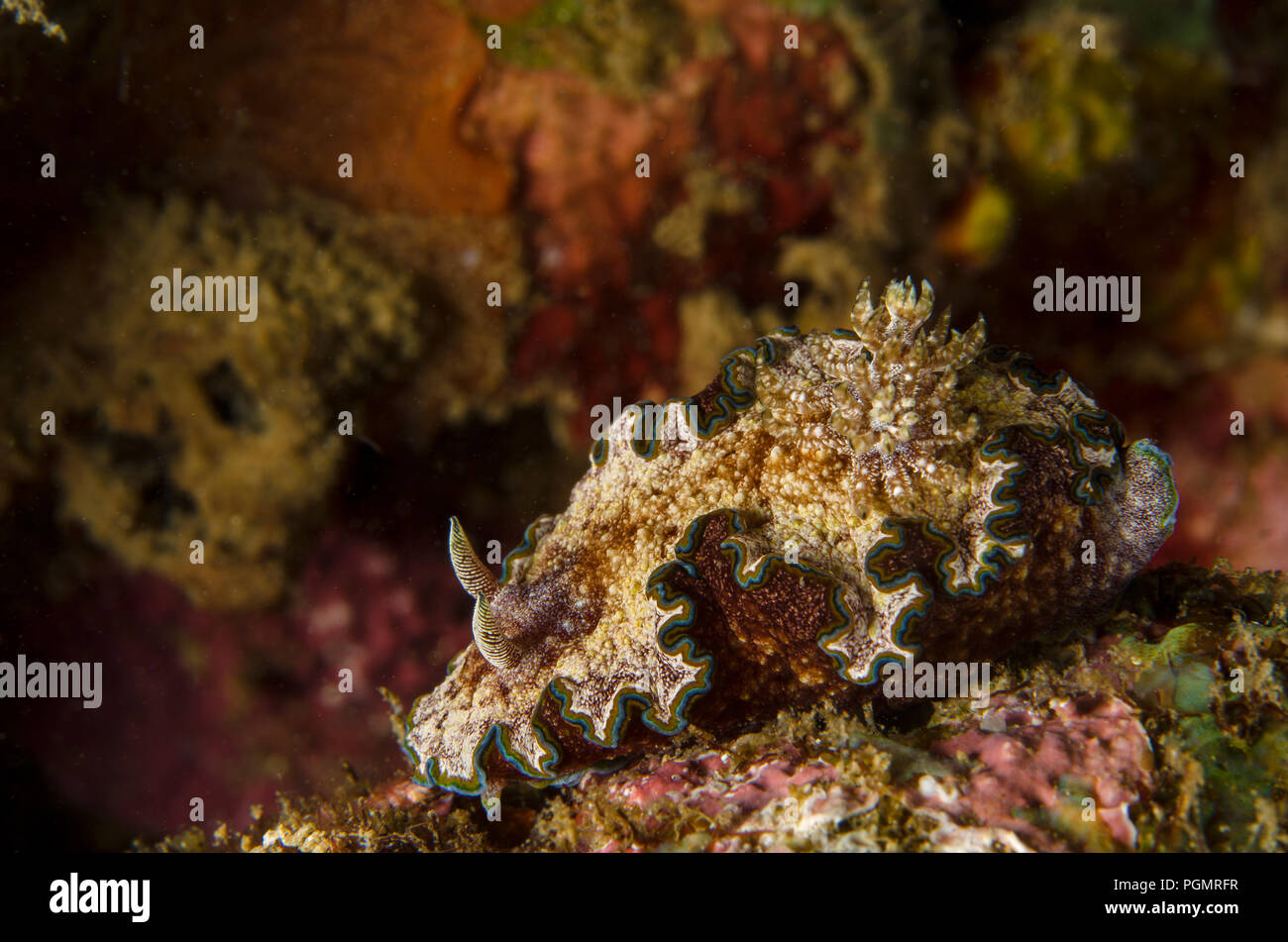 Philippine glossodoris hi-res stock photography and images - Alamy