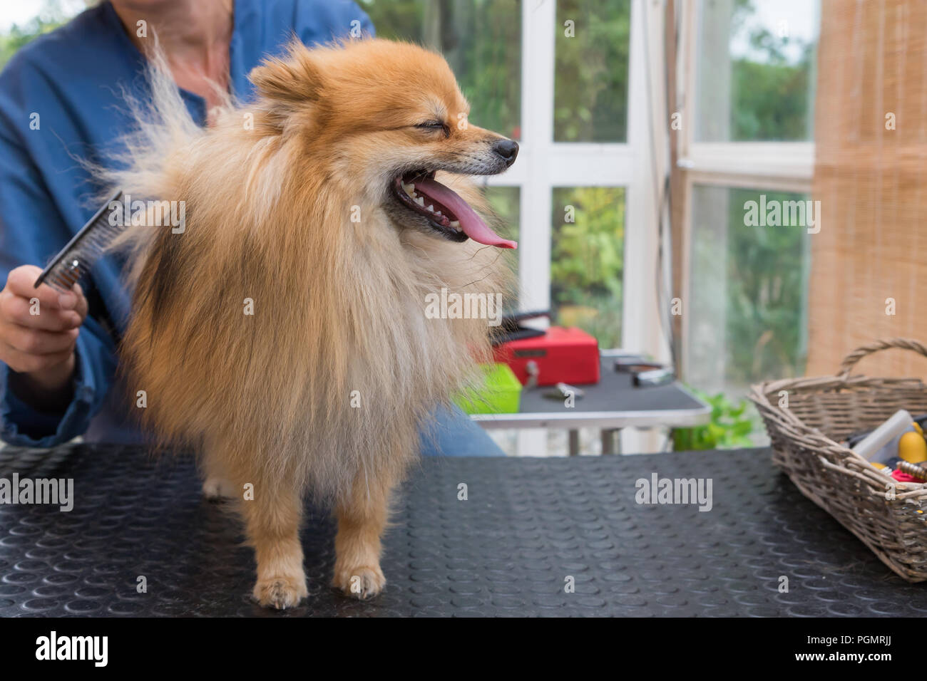 Smiling Pomeranian German Spitz dog is groomed standing facing the ...