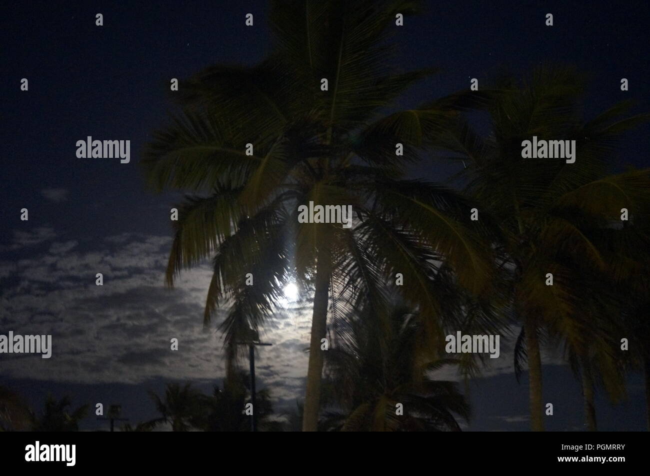 Coconut tree and moon hi-res stock photography and images - Alamy