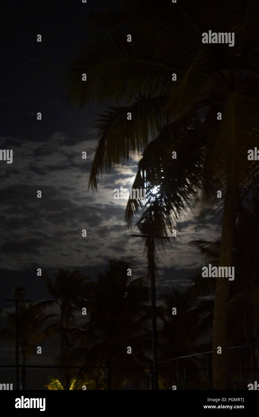 Moon behind the coconut trees during a summer night at a Caribbean ...