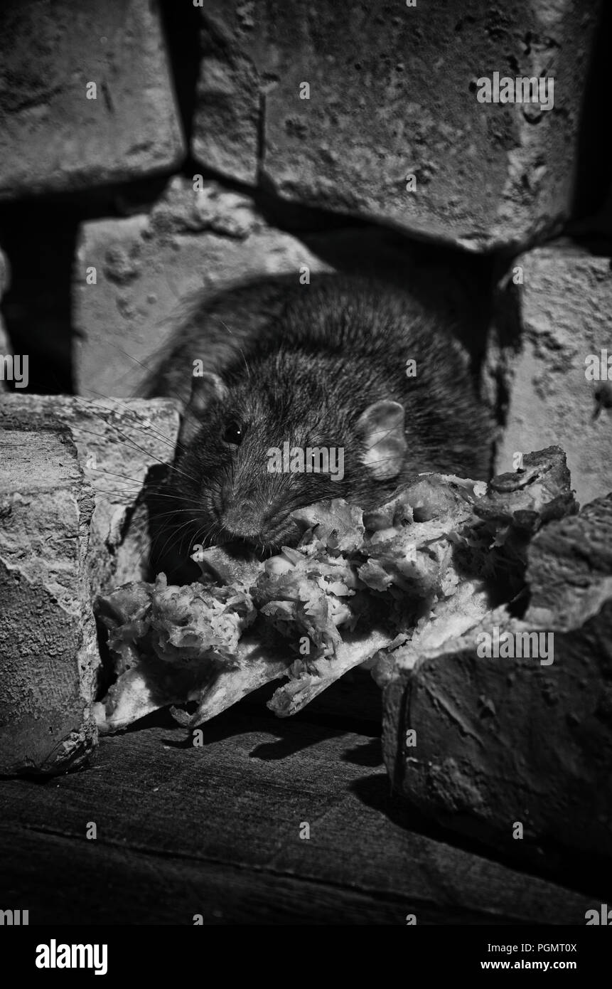 A rat gnaws meat from bones in brick ruins, in black and white Stock ...
