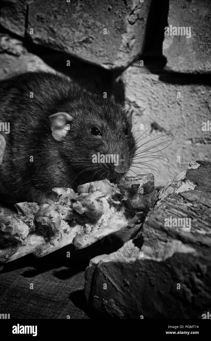 A rat gnaws meat from bones in brick ruins, in black and white Stock ...