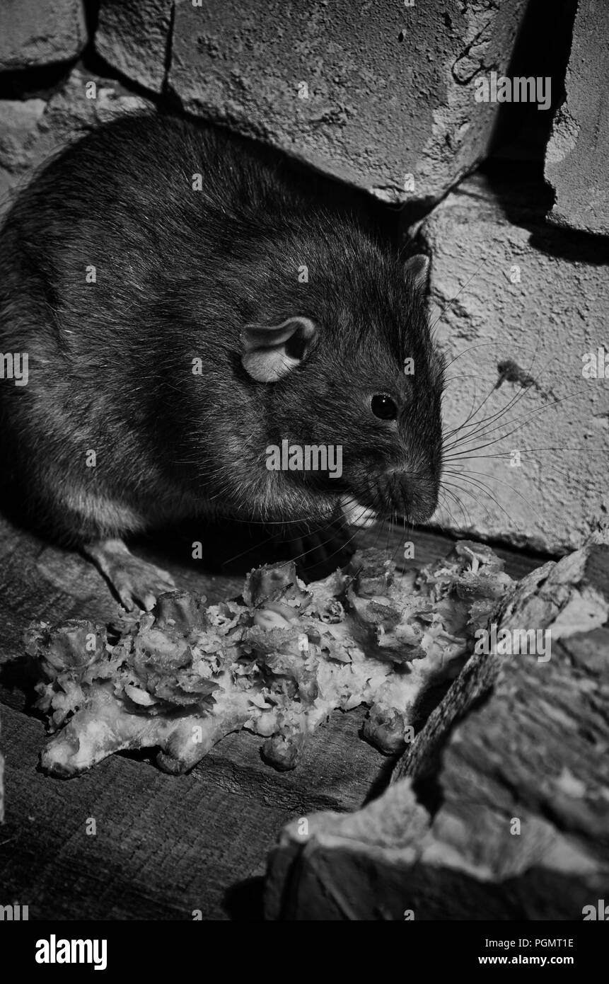 A rat gnaws meat from bones in brick ruins, in black and white Stock ...