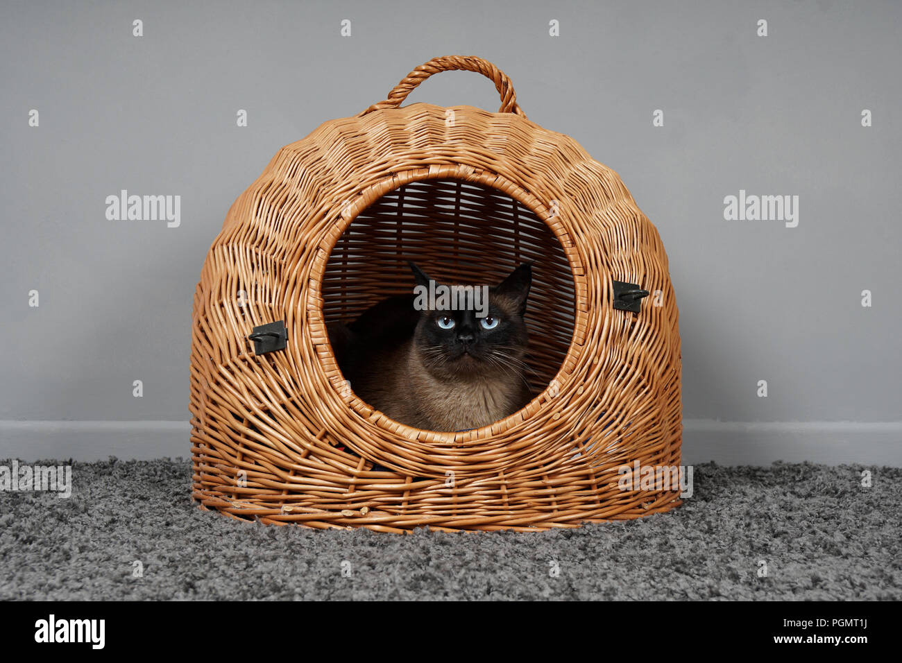 Cat in wicker basket hi-res stock photography and images - Alamy