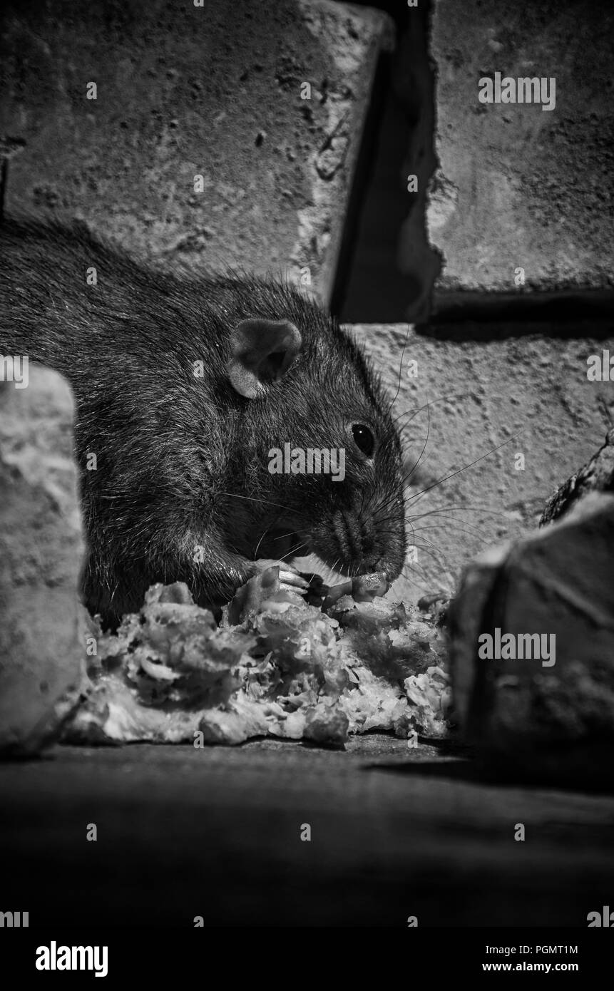 A rat gnaws meat from bones in brick ruins, in black and white Stock ...