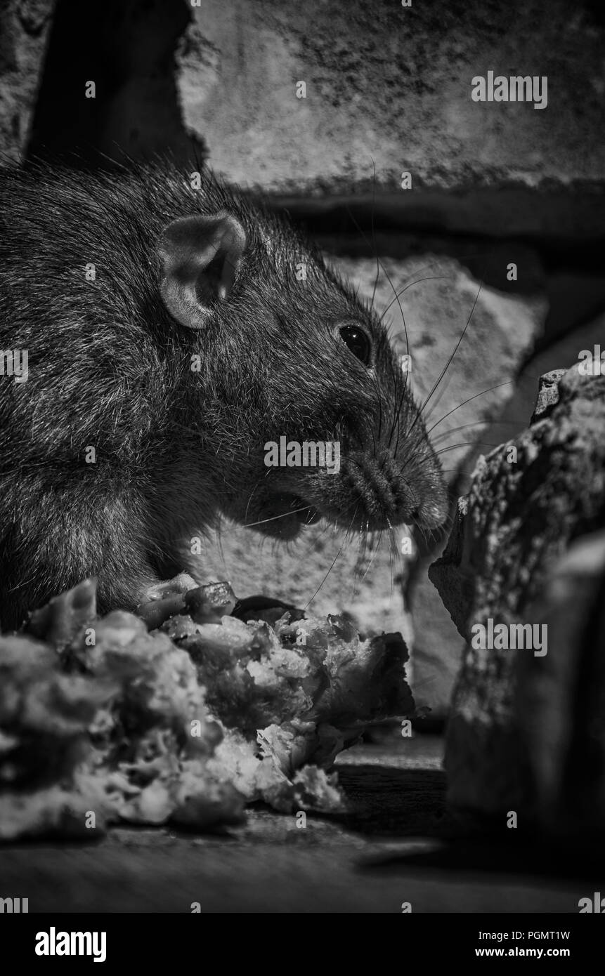 Destroyed meat hi-res stock photography and images - Alamy
