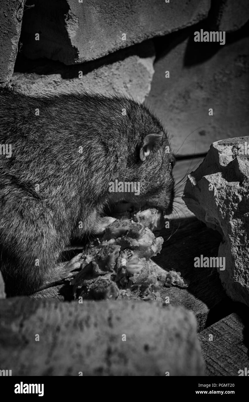 A rat gnaws meat from bones in brick ruins, in black and white Stock ...