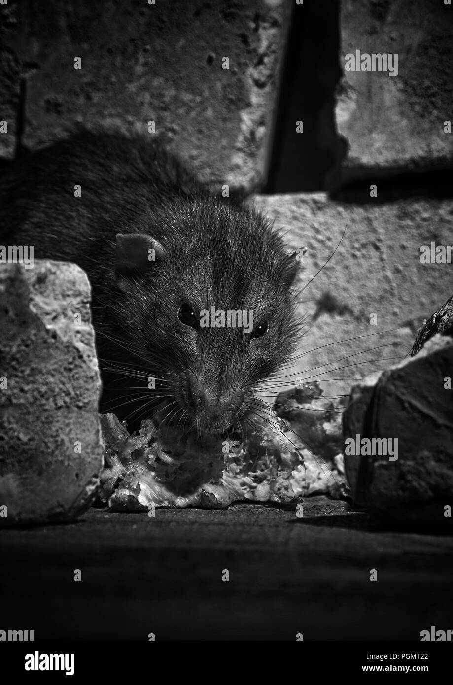 A rat gnaws meat from bones in brick ruins, in black and white Stock ...
