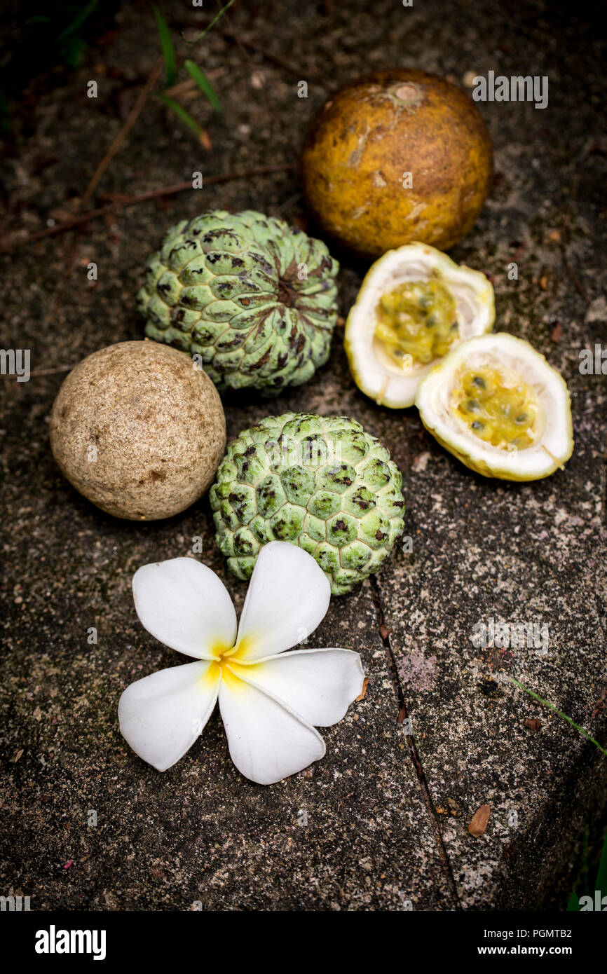 Cherimoya fruit tree hi-res stock photography and images - Alamy