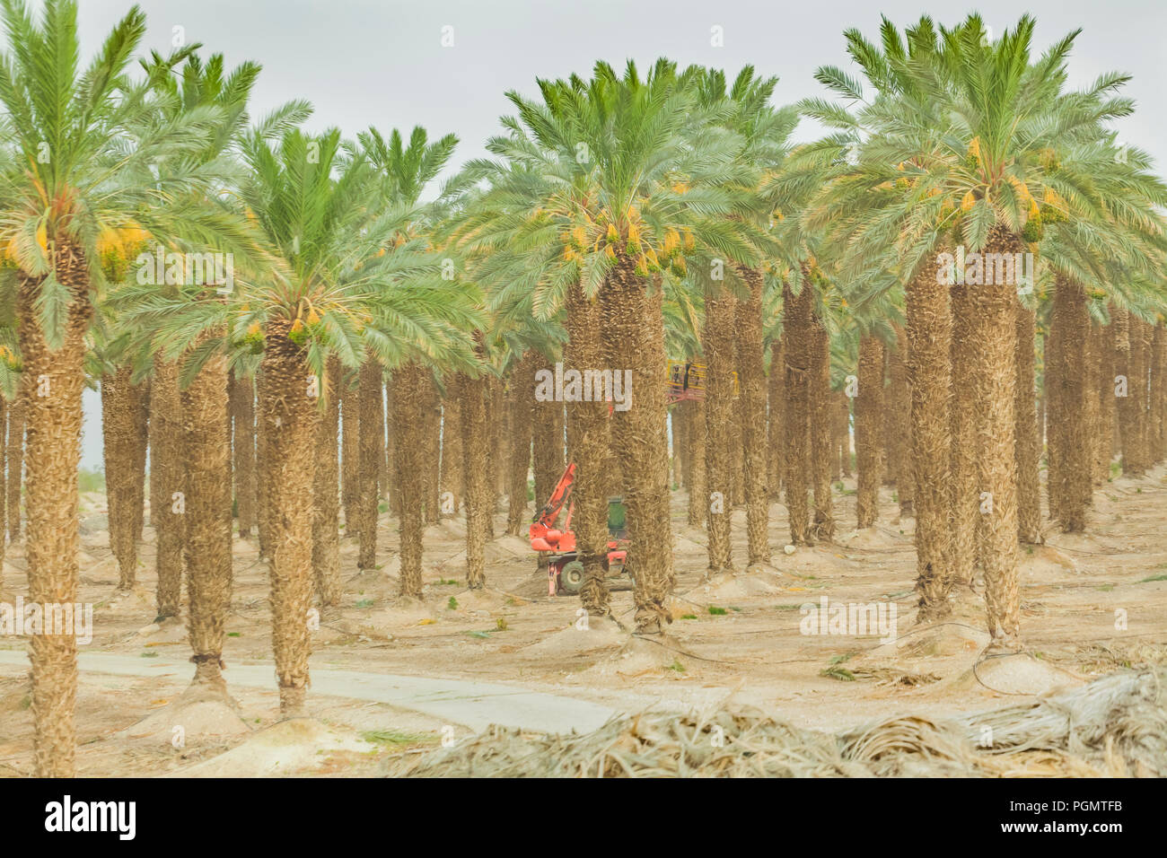 plantation of date palms in the desert of the Negev of Israel Stock ...