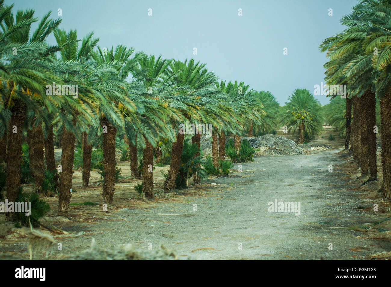 plantation of date palms in the desert of the Negev of Israel Stock ...