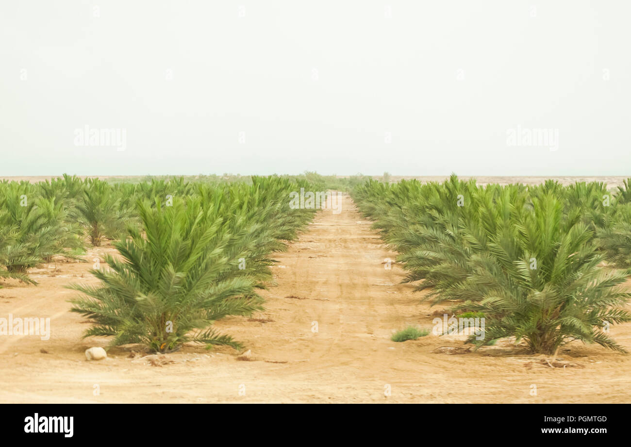plantation of date palms in the desert of the Negev of Israel Stock ...