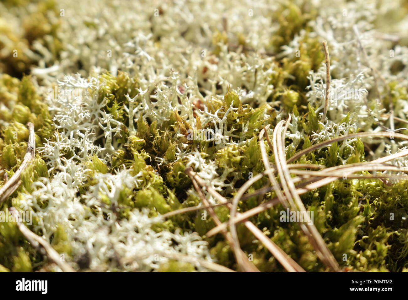 green moss background texture beautiful in nature Stock Photo - Alamy