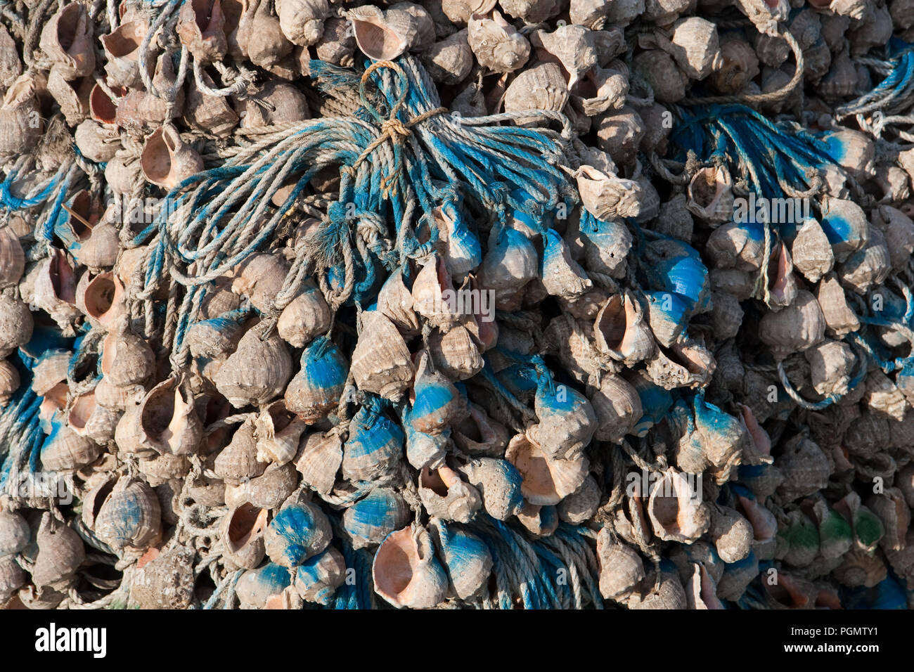 Seashell, fishing instrument to catch short arms octopus, Ohido ...