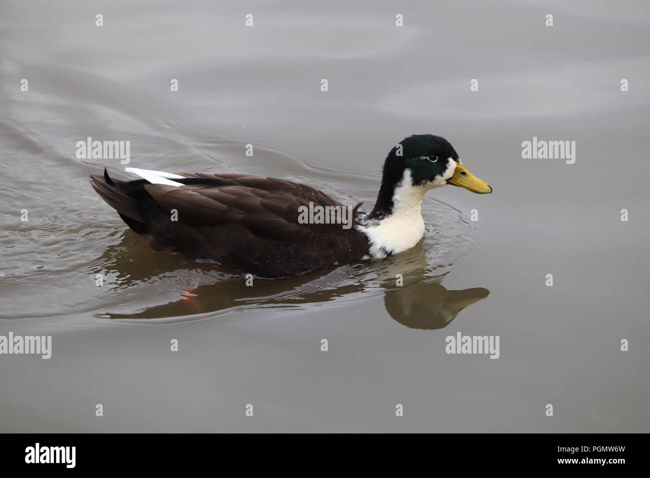 Manky mallard ducks hi-res stock photography and images - Alamy