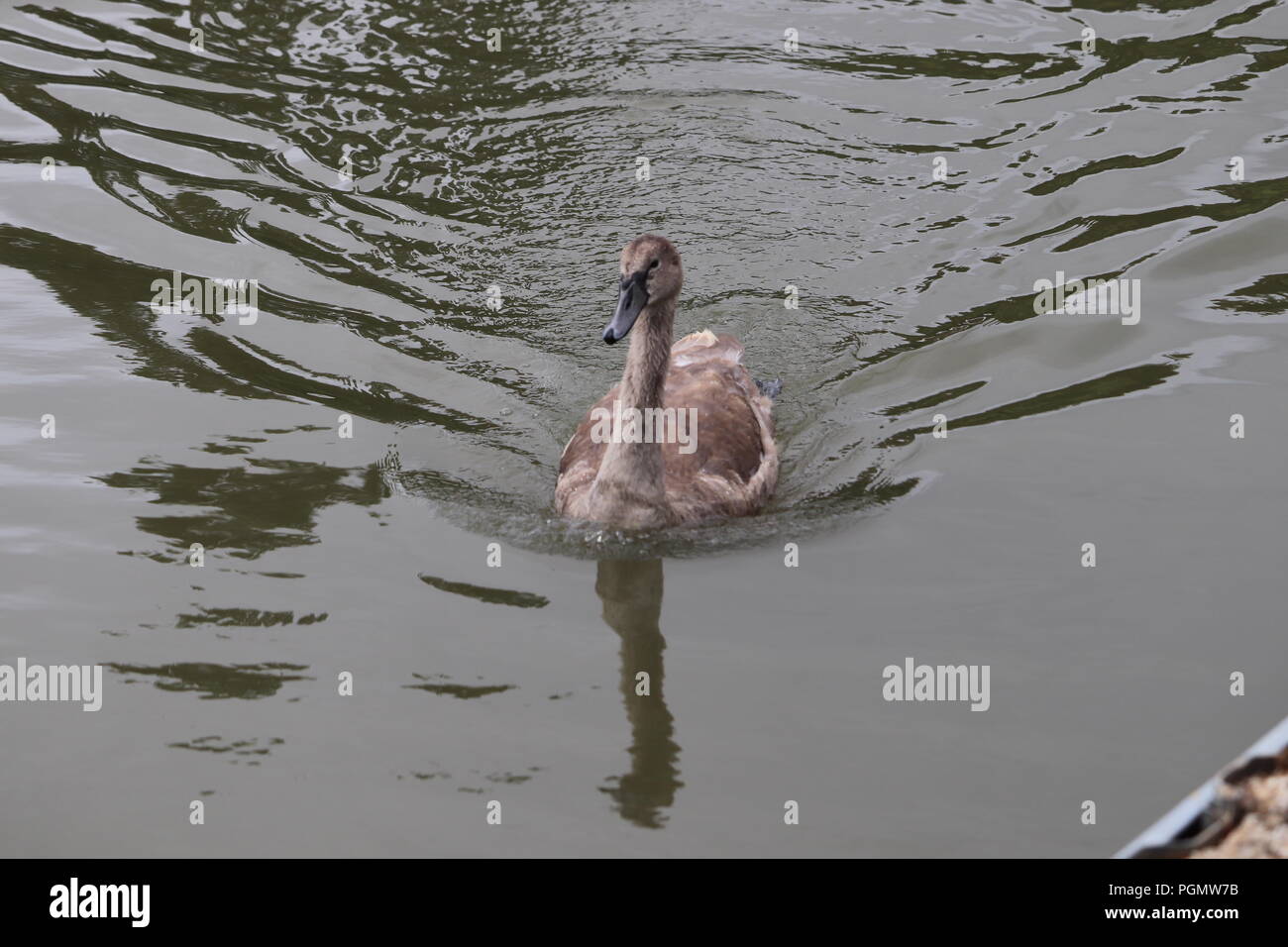 Manky mallards hi-res stock photography and images - Alamy