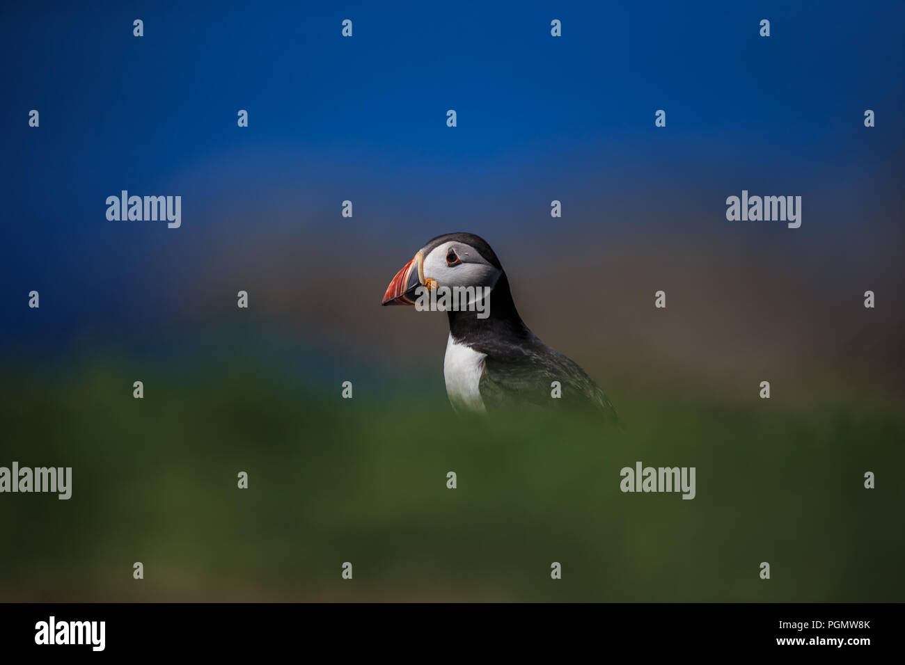 An Atlantic puffin Stock Photo - Alamy