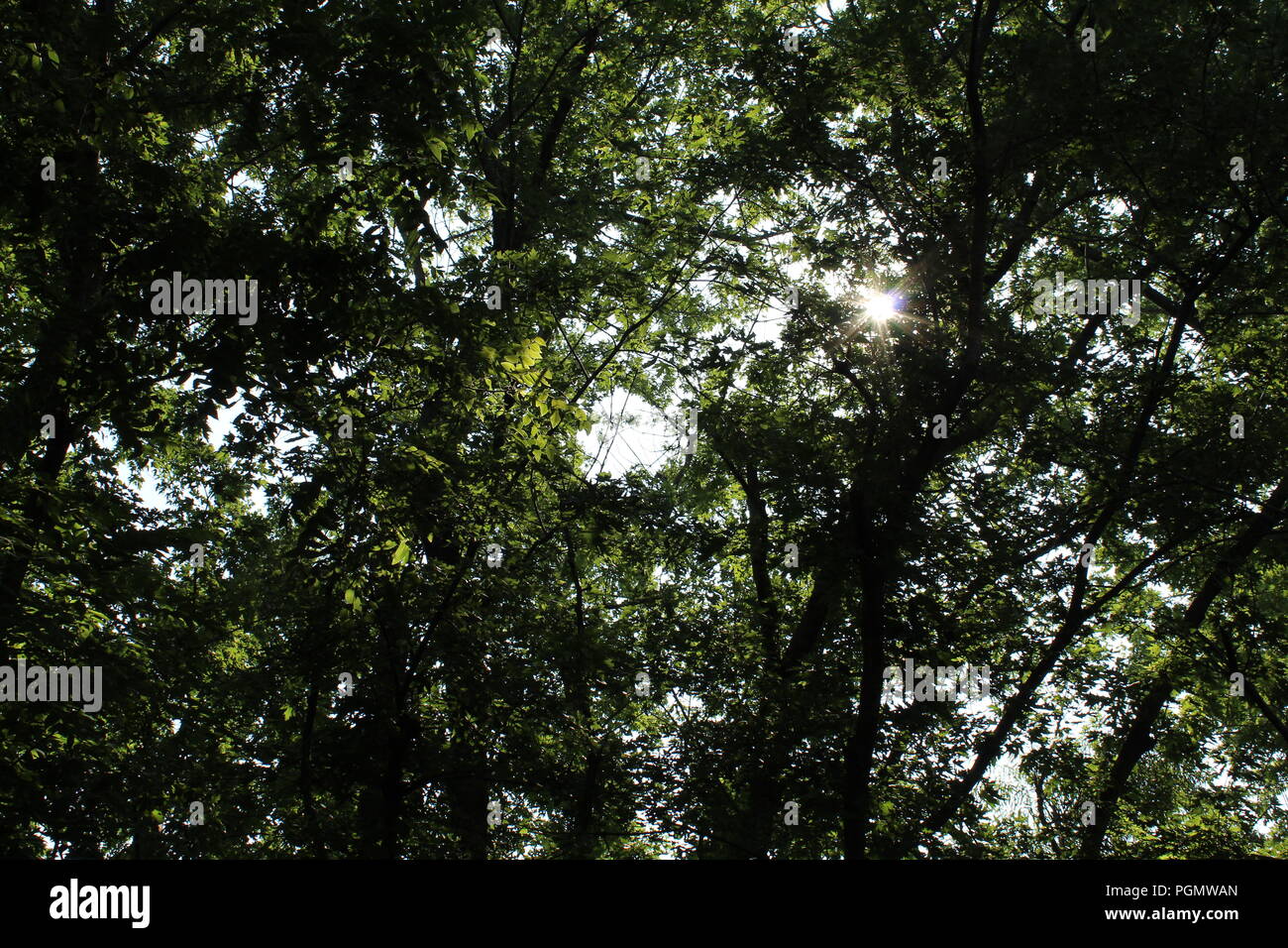 Sunshine and natural shade hi-res stock photography and images - Alamy