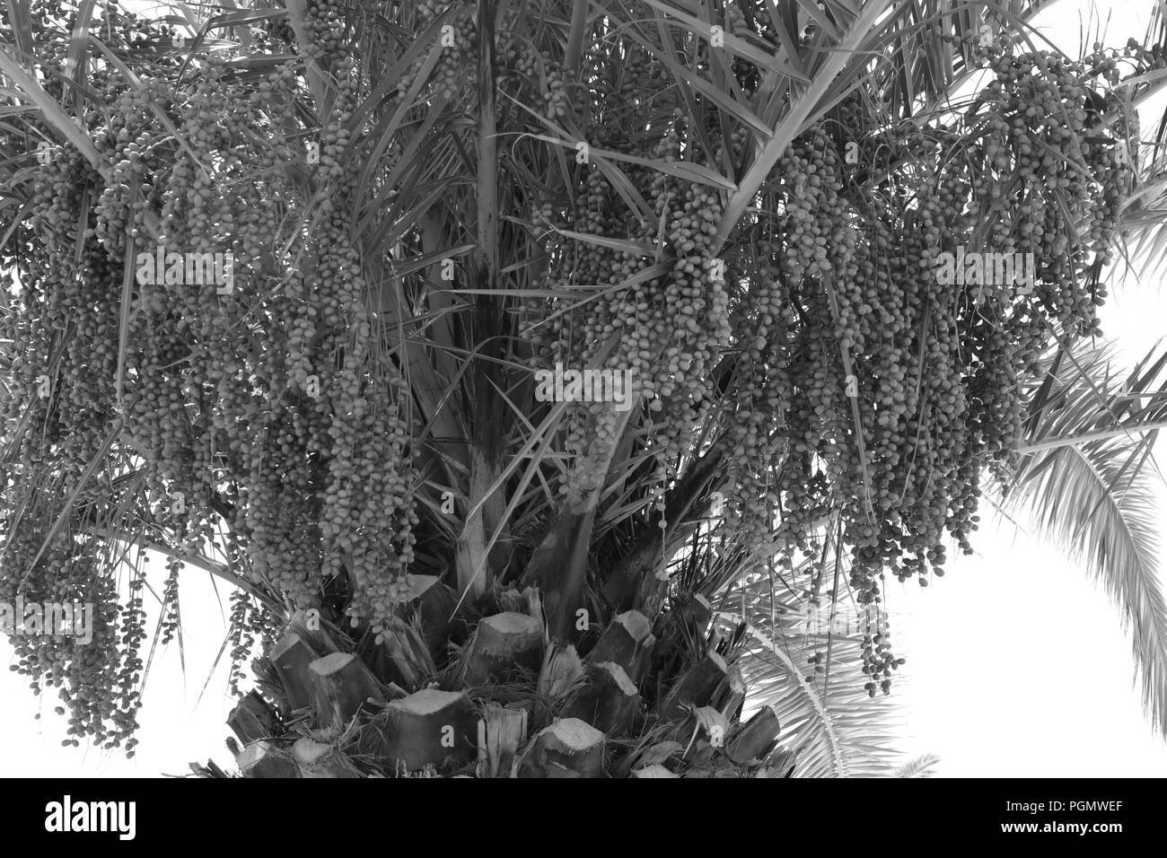 Palm tree fronds growth hi-res stock photography and images - Alamy