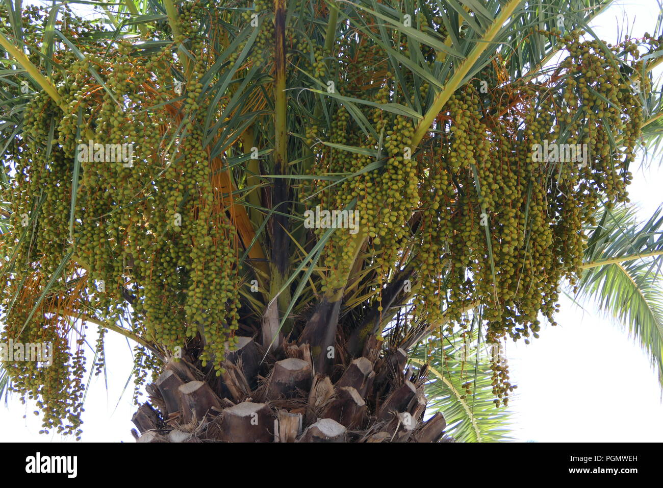 Palm tree fronds growth hi-res stock photography and images - Alamy